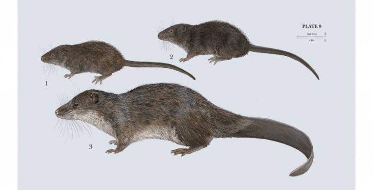 The Giant Otter Shrew, Mammal of Mystery – THE INACTIVIST