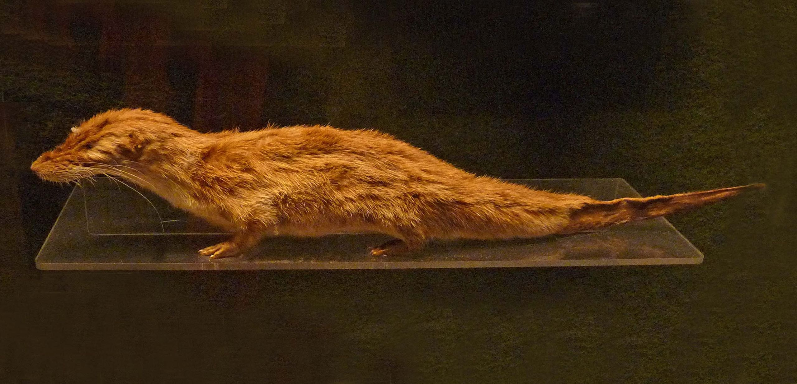 The Giant Otter Shrew, Mammal of Mystery – THE INACTIVIST