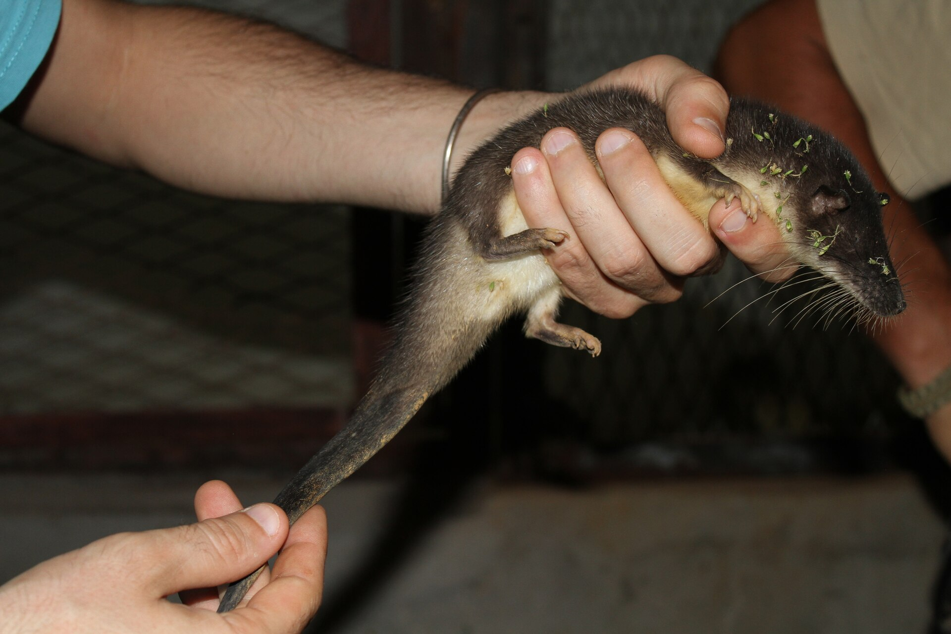 The Giant Otter Shrew, Mammal of Mystery – THE INACTIVIST