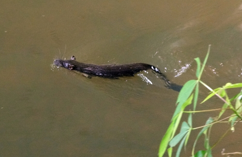 The Giant Otter Shrew, Mammal of Mystery – THE INACTIVIST