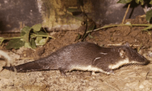 The Giant Otter Shrew, Mammal of Mystery – THE INACTIVIST